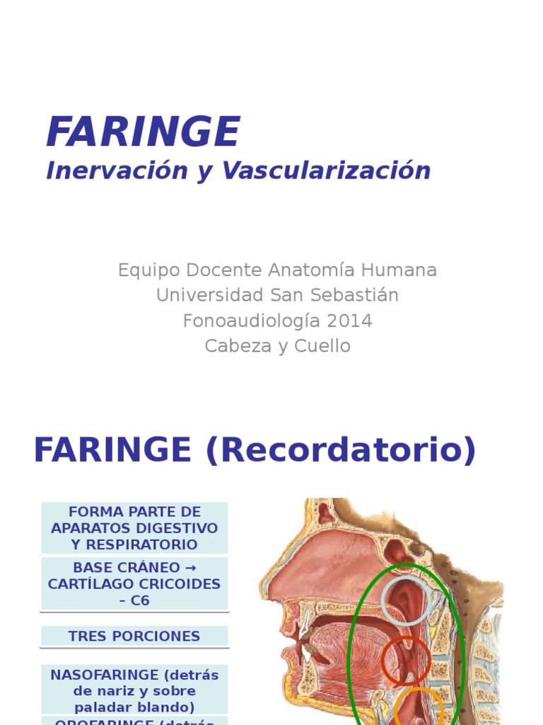 Clase Faringe Inervación y Vascularización | Sistema digestivo | Órgano ...