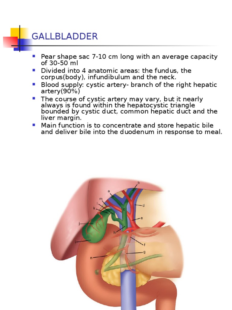 GALLBLADDER.ppt | Gallbladder | Liver