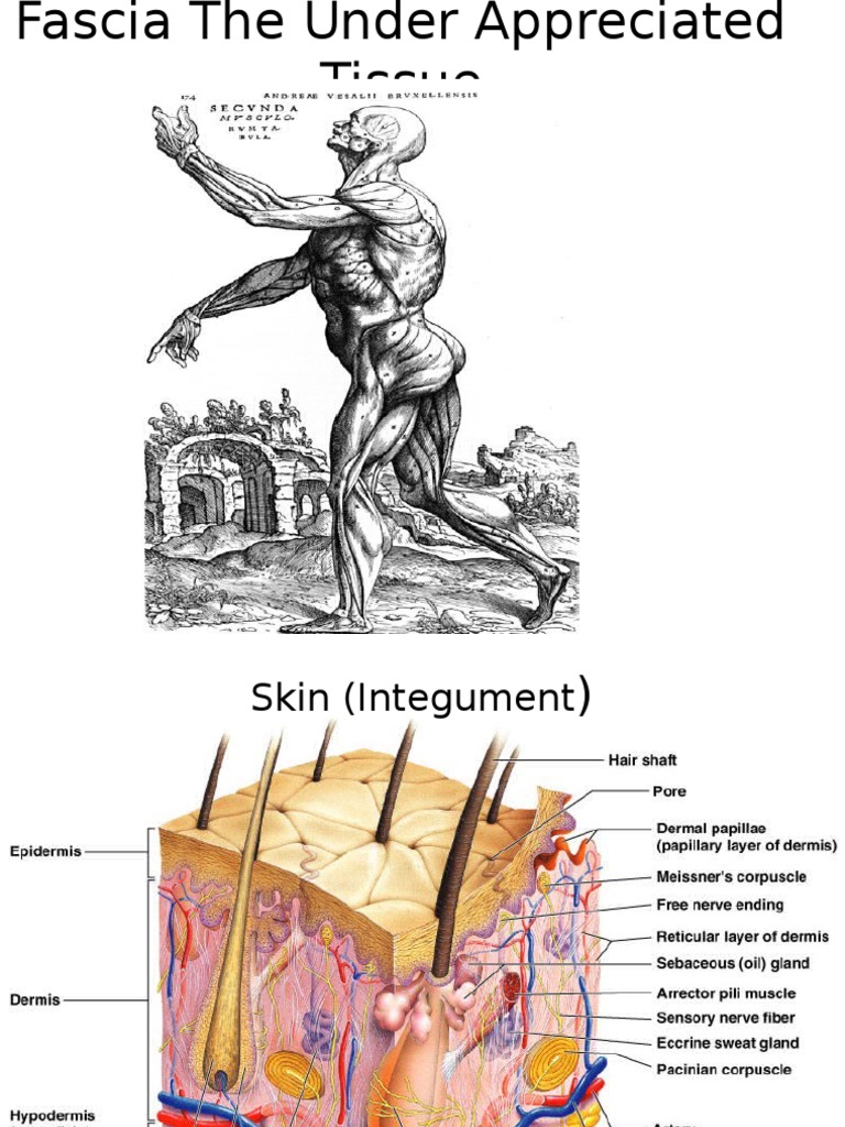 Fascia | PDF | Myofascial Trigger Point | Tissue (Biology)