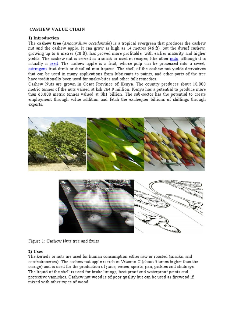 Cashew Value Chain 19.12.2014 | PDF | Agriculture | Nature