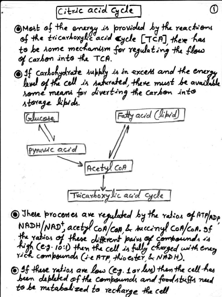 Oxaloacetate Mechanism Overview | PDF | Science & Mathematics