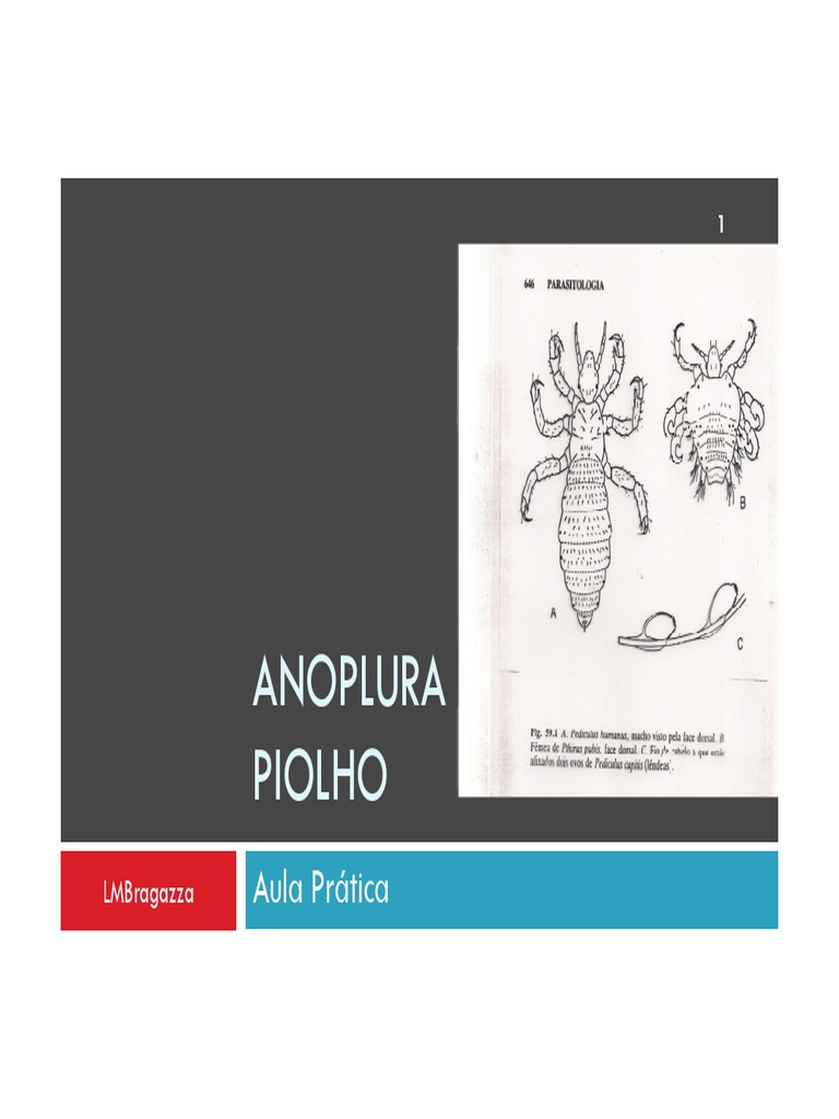 Anoplura - Apresentação | Download grátis PDF | Bem-estar | Médico