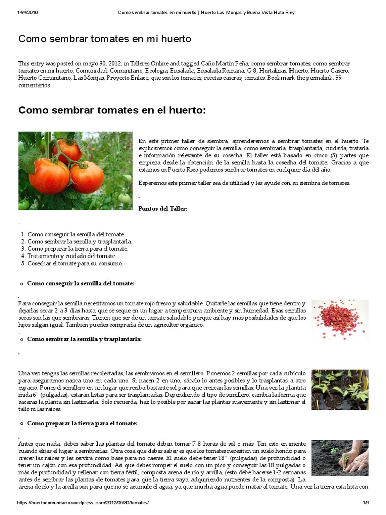 Guía para sembrar tomates en huertos | PDF | Siembra | Tomate