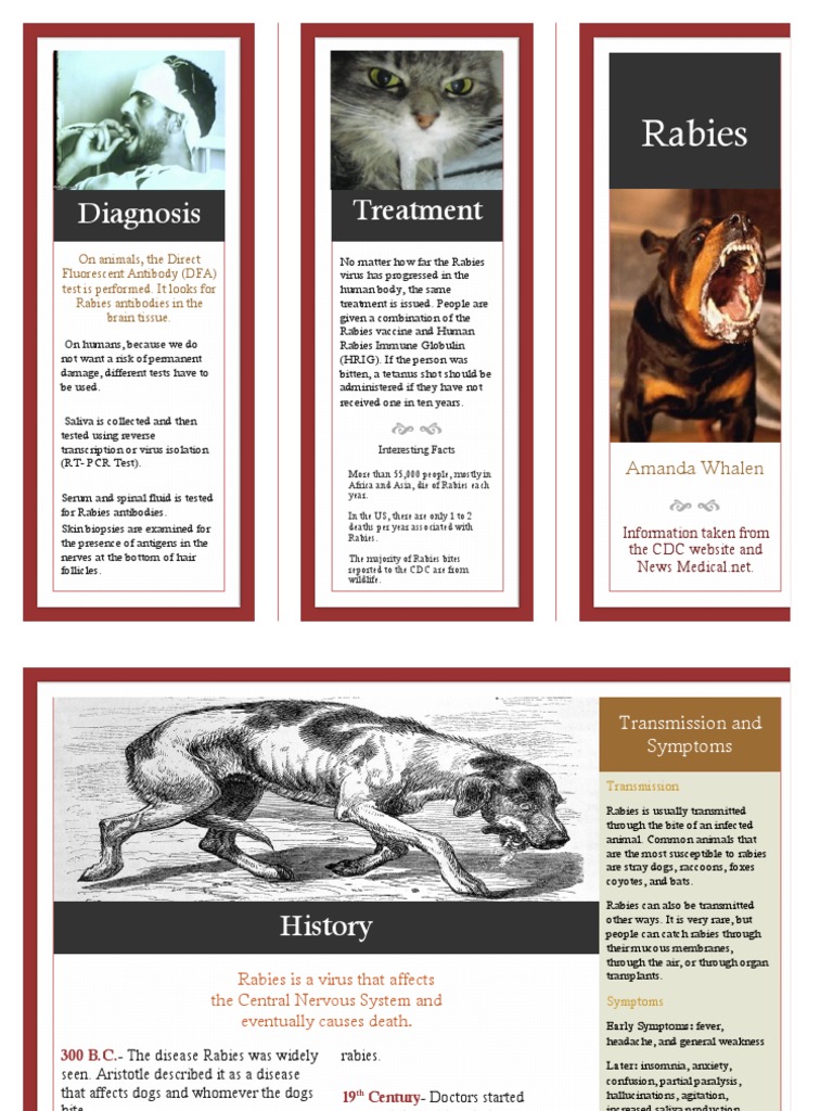 Rabies: Key Facts and Treatment | PDF