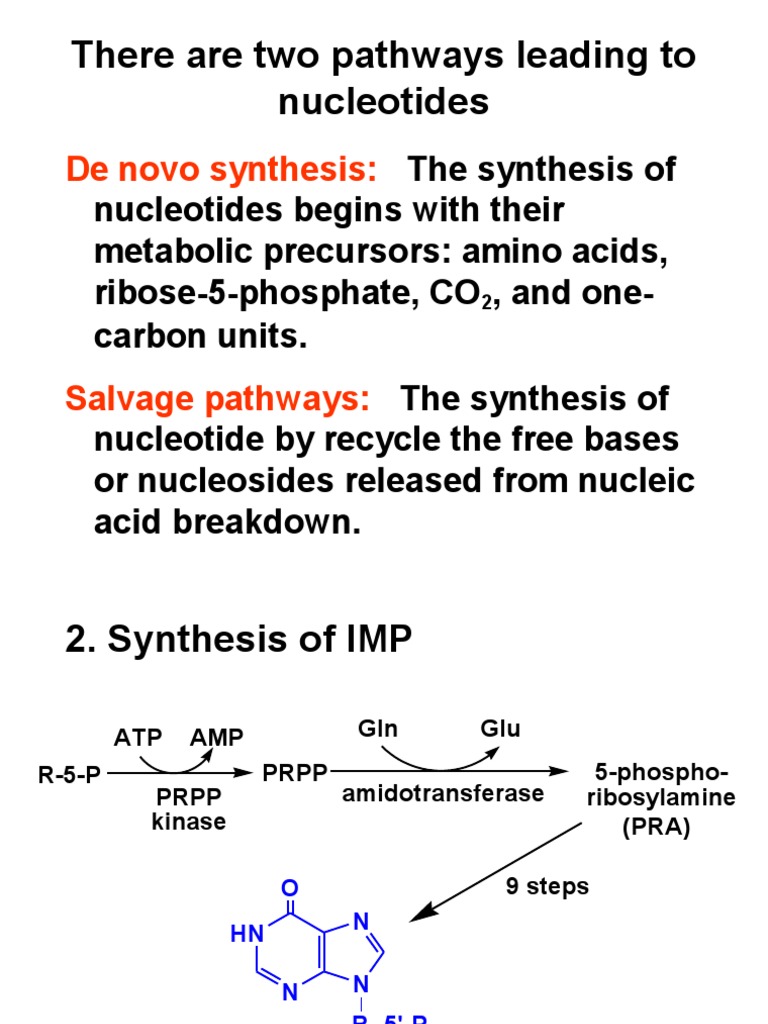 There Are Two Pathways Leading To Nucleotides: de Novo Synthesis | PDF ...