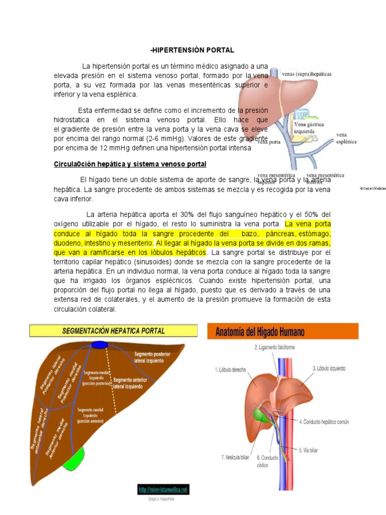Fisiopatología De La Hipertensión Portal Pdf Sistema Cardiovascular
