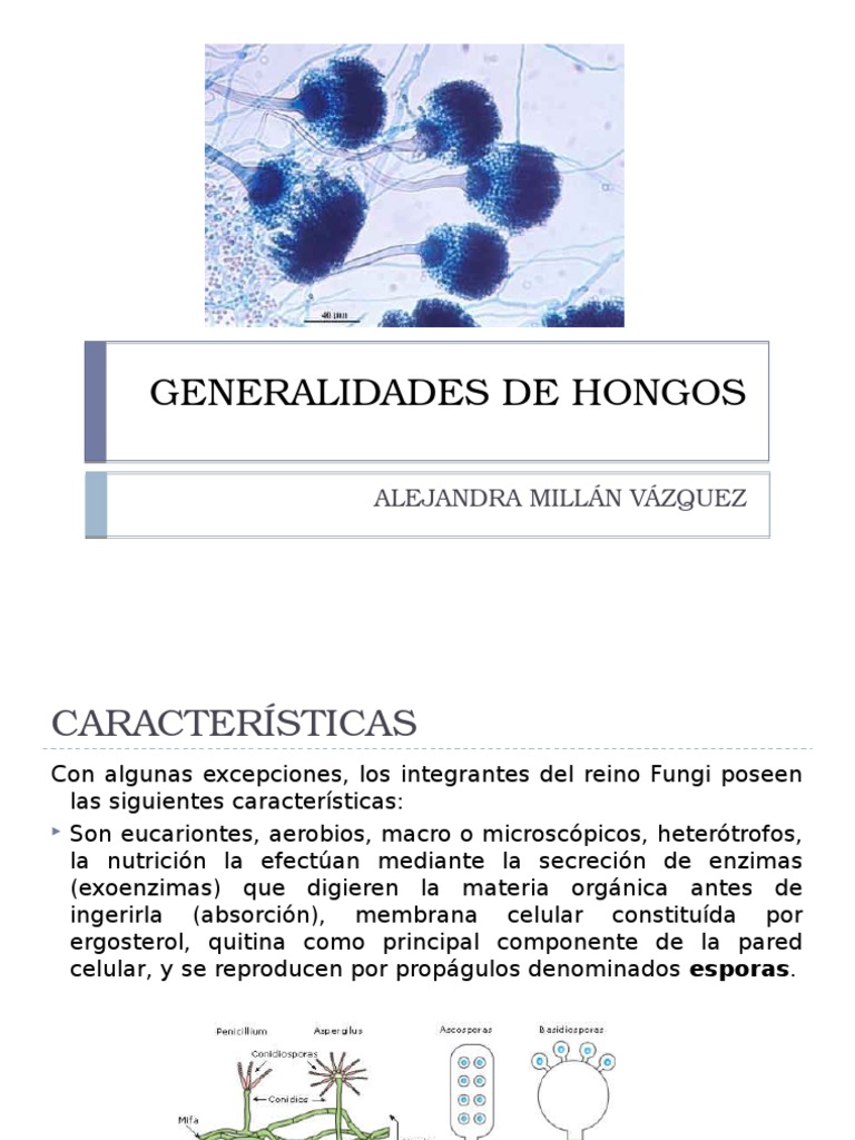 Generalidades sobre los hongos: características, morfología ...
