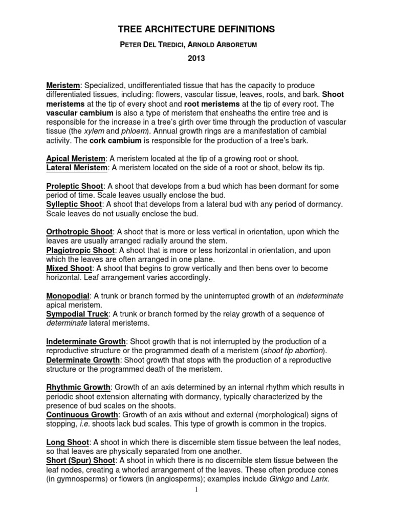 Tree Architecture | Download Free PDF | Root | Plant Stem