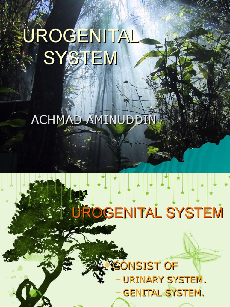 Urogenital System | PDF | Uterus | Urinary Bladder