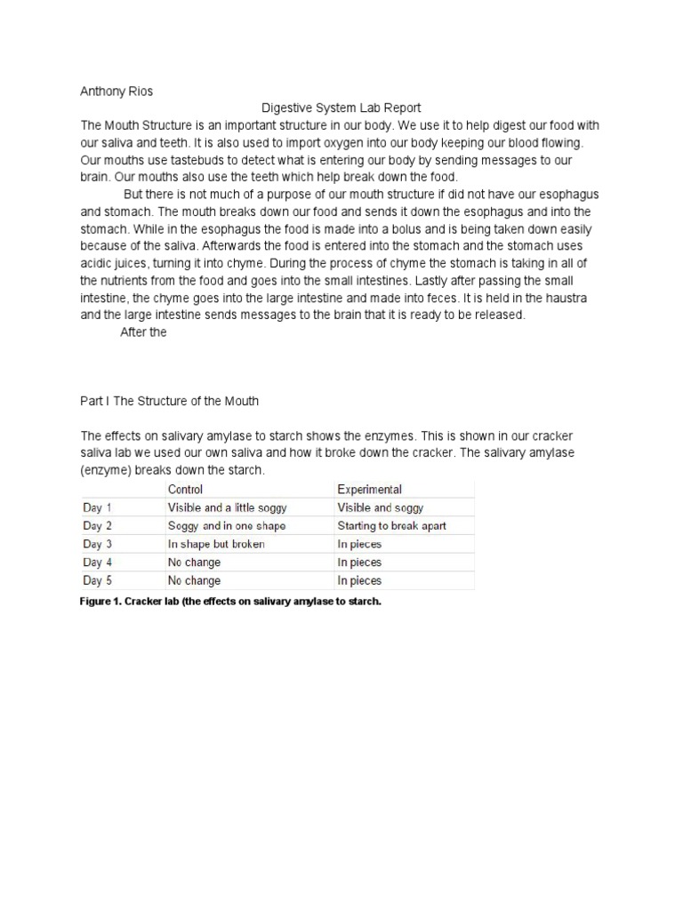 Digestivesystemlabreport | PDF