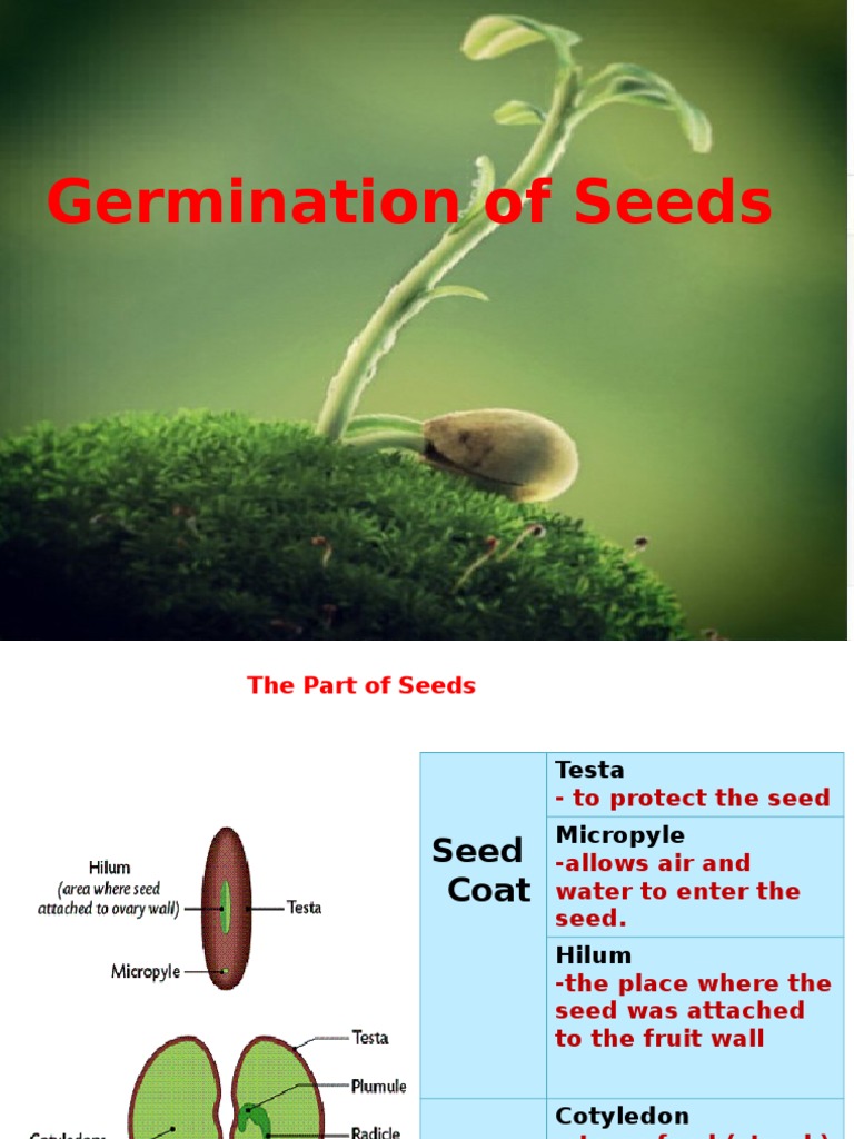 Germination of Seed | PDF | Seed | Germination