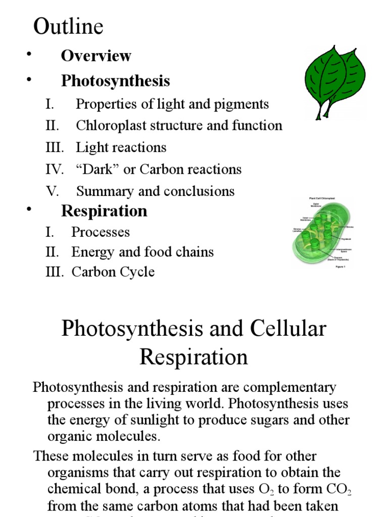 Photosynthesis and Respiration Overview | PDF | Photosynthesis ...