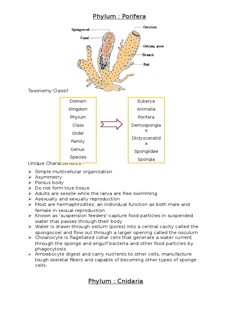 Phylum: Porifera | PDF | Sponge | Organisms