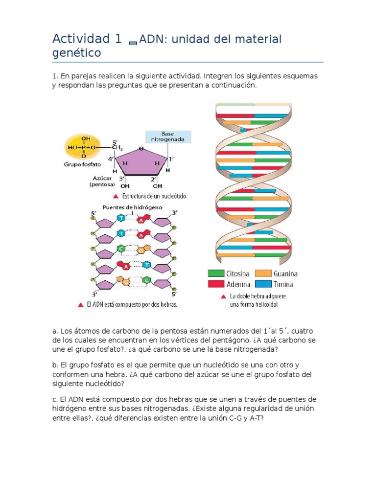 Actividad sobre Estructura del ADN | PDF | Ciencia y matemáticas