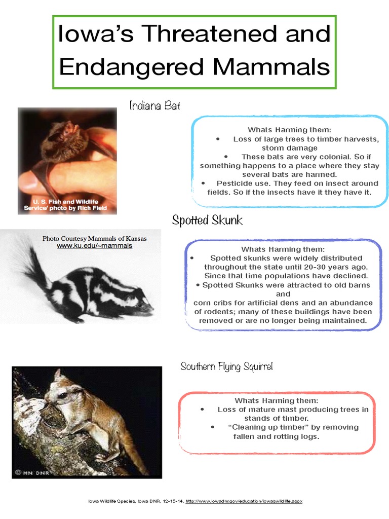 Iowa's Threatened and Endangered Mammals: Indiana Bat | PDF