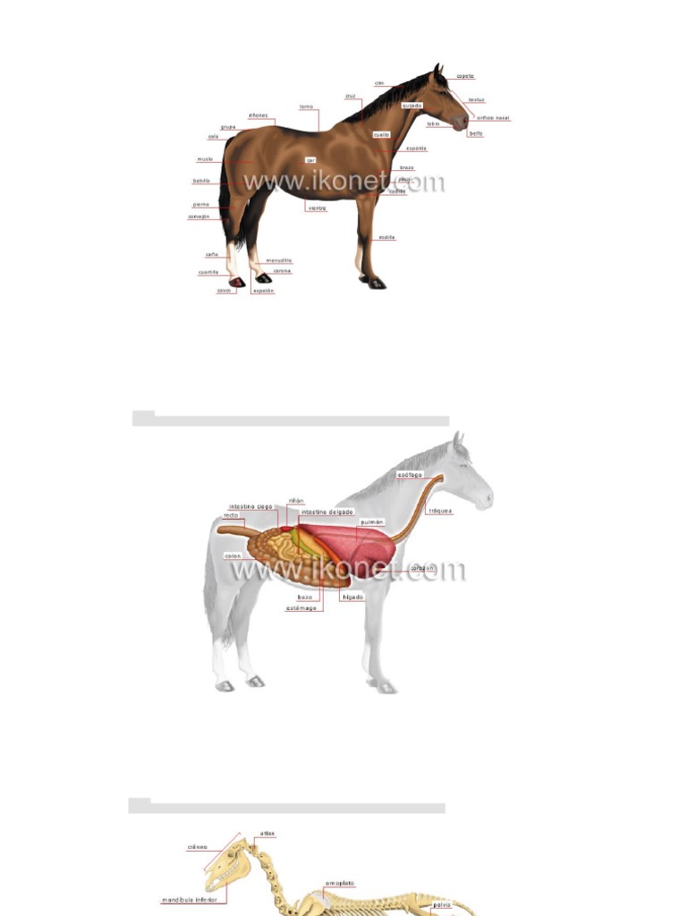Sistemas Del Caballo, Partes Externas, Digestivo y Oseo
