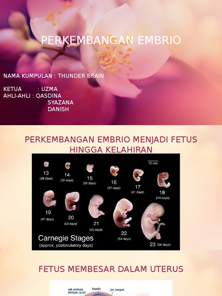 Perkembangan Embrio (Sains Form 3) | PDF