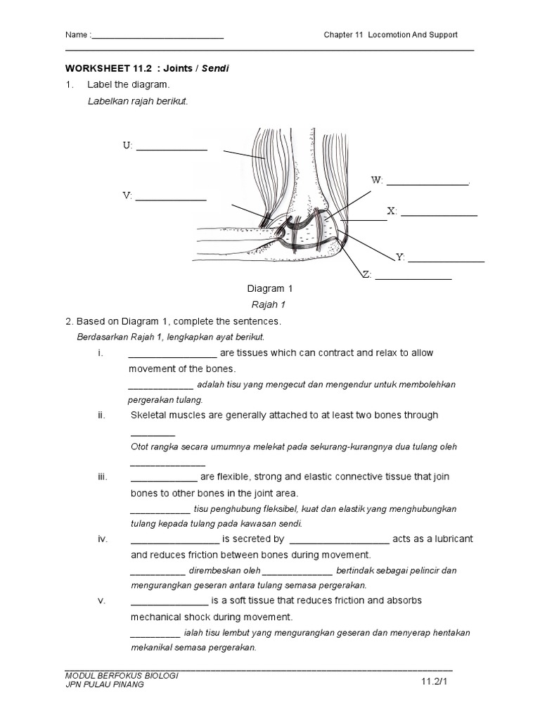 Worksheet 11.2 Joints | Cartilage | Joints
