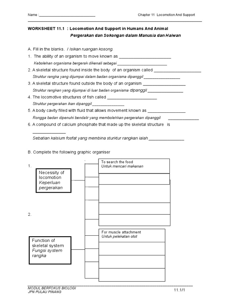 WORKSHEET 11.1 Locomotion and Support in Humans and Animals | PDF ...