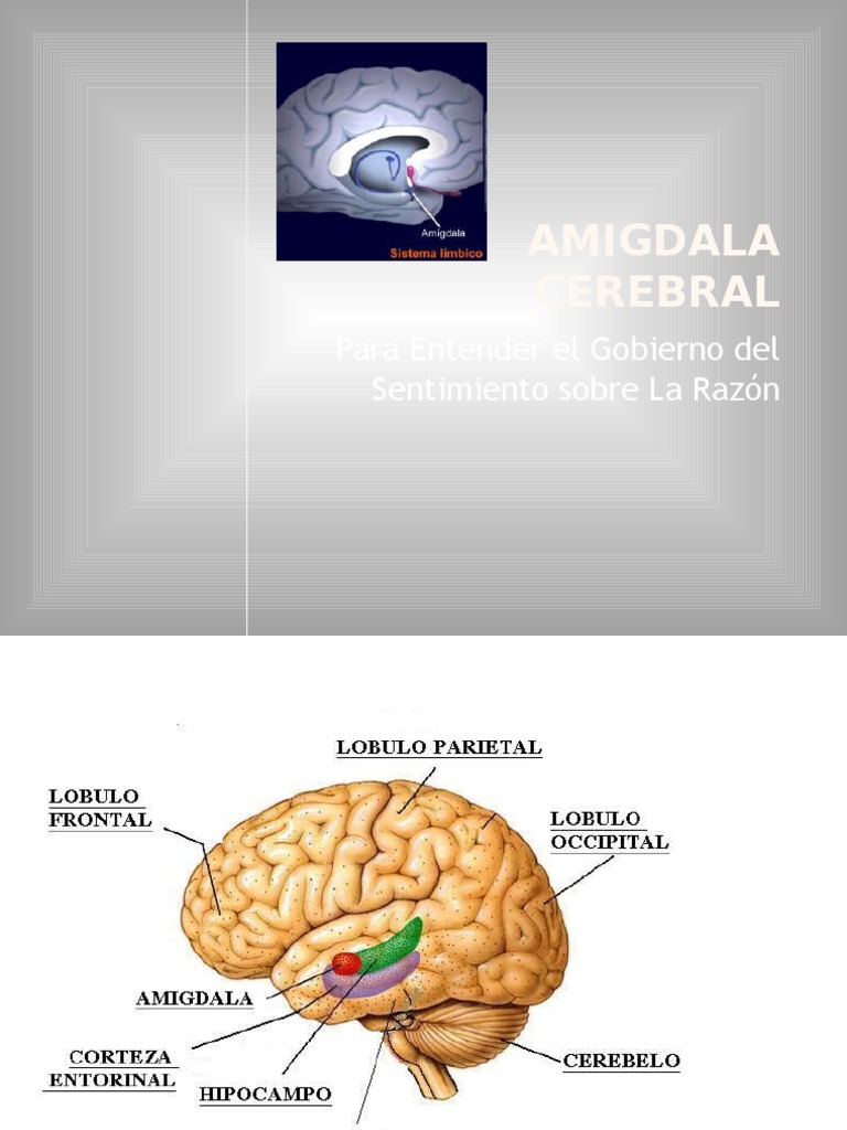 Amígdala: Funciones y Conexiones Emocionales | PDF | Amígdala | Neurología