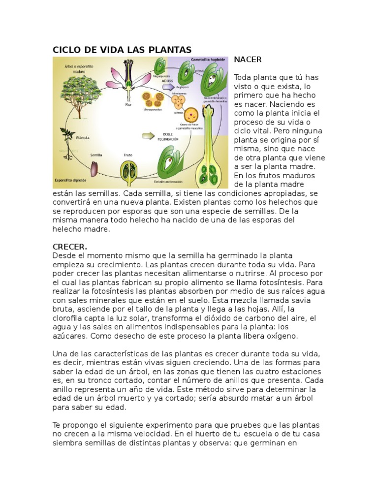 Ciclo de Vida Las Plantas | Plantas | Fotosíntesis | Prueba gratuita de ...