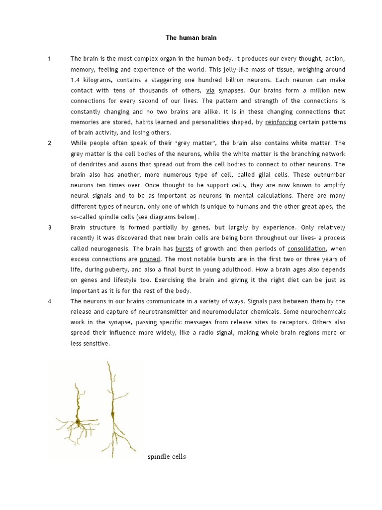 The Human Brain Text Exercises | PDF | Neuron | Synapse