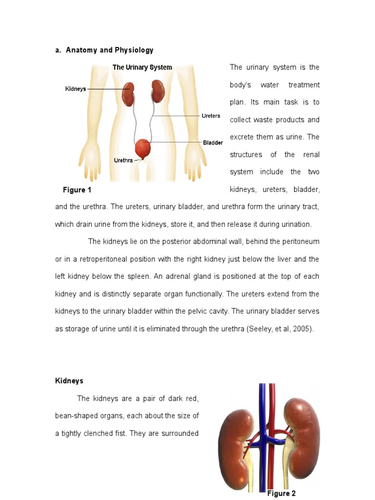 Anatomy and Physiology | PDF | Kidney | Urinary System
