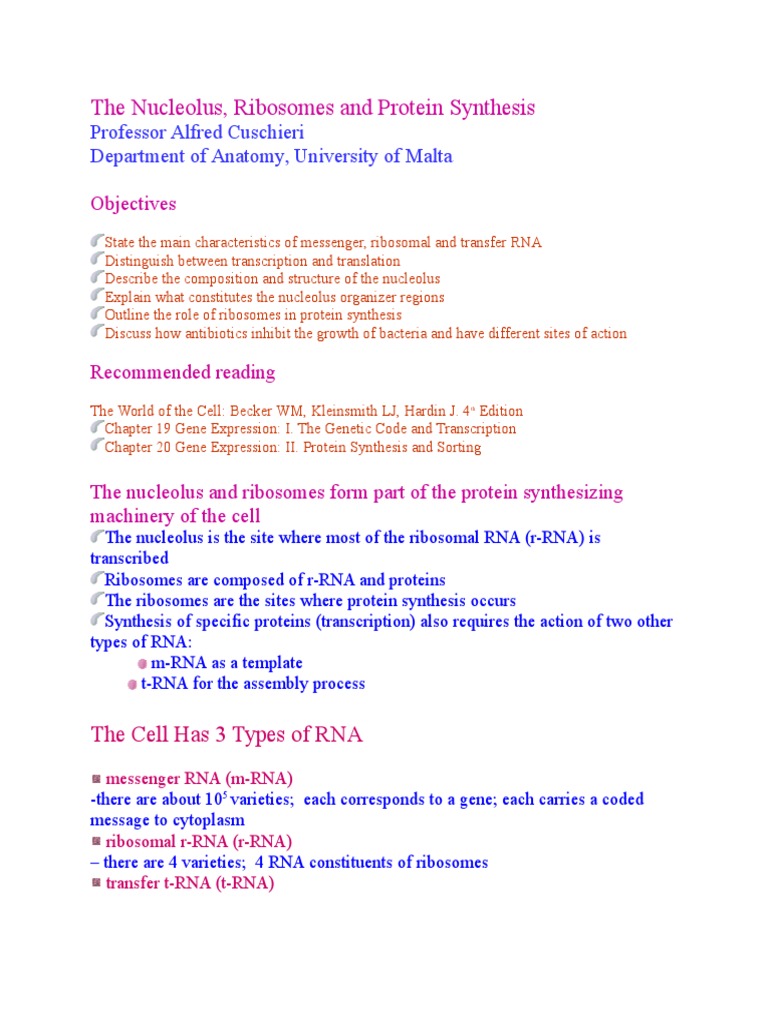 The Nucleolus, Ribosomes and Protein Synthesis: Professor Alfred ...