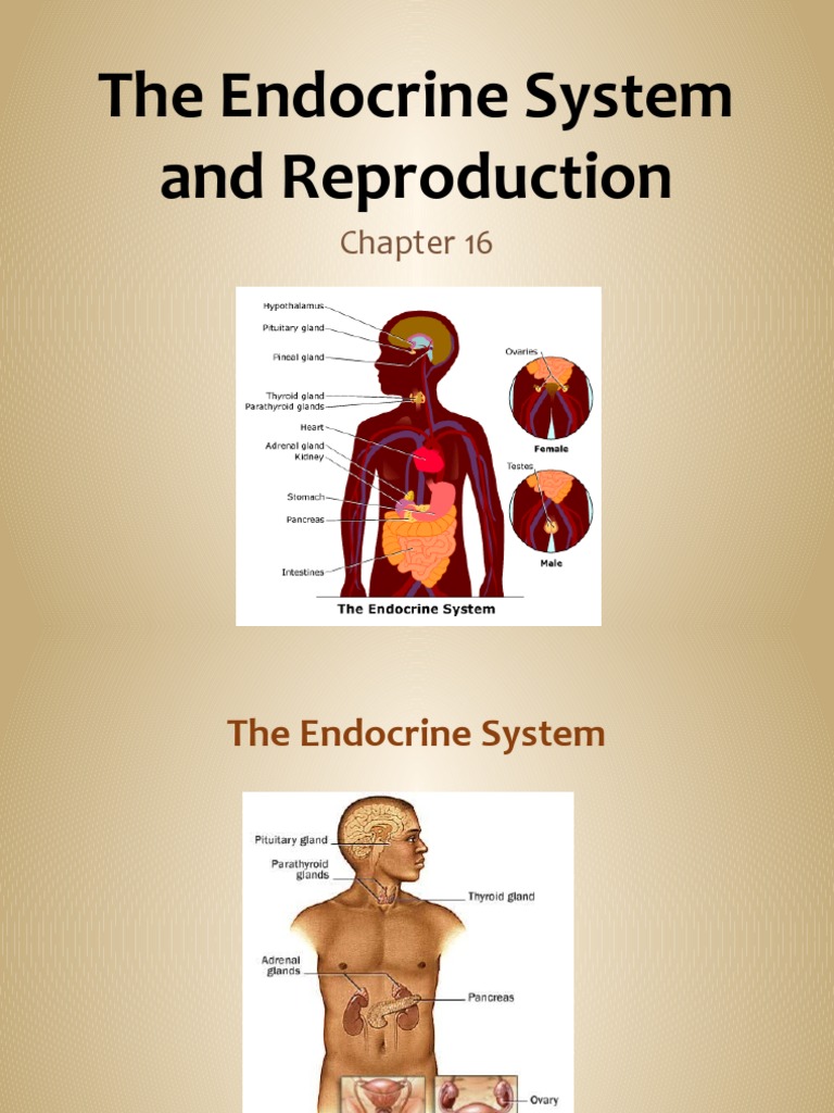16-1 The Endocrine System | PDF | Endocrine System | Hormone