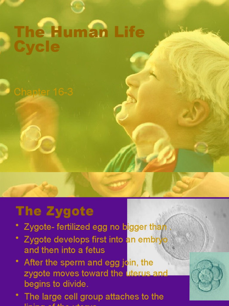 Human Life Cycle: Stages of Development | PDF | Infants | Puberty