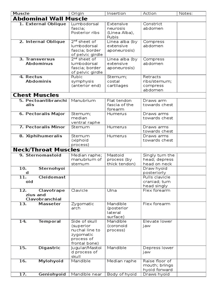 Muscle OIA | PDF | Foot | Abdomen