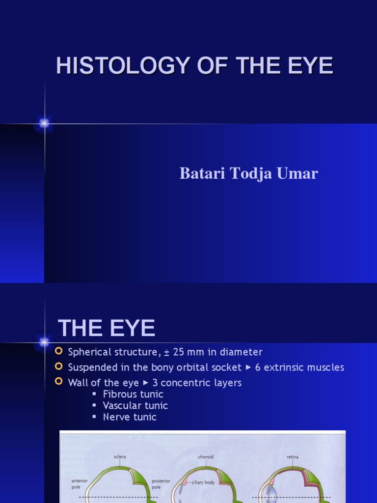 Histology of The Eye | PDF | Cornea | Epithelium