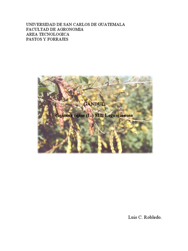 Características del Gandul (Cajanus cajan) | PDF | Siembra | Guisante