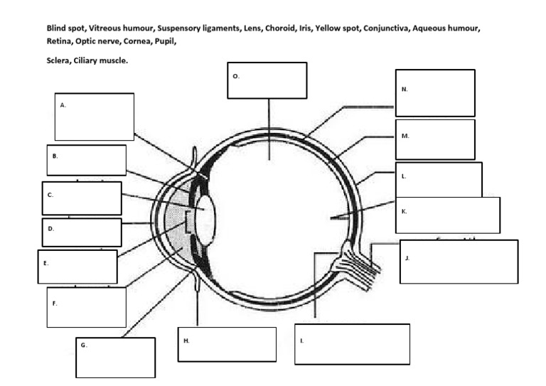 Quiz Eyes | PDF