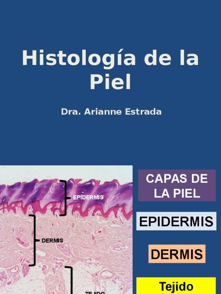 Piel - Histología | PDF | Epidermis | Piel