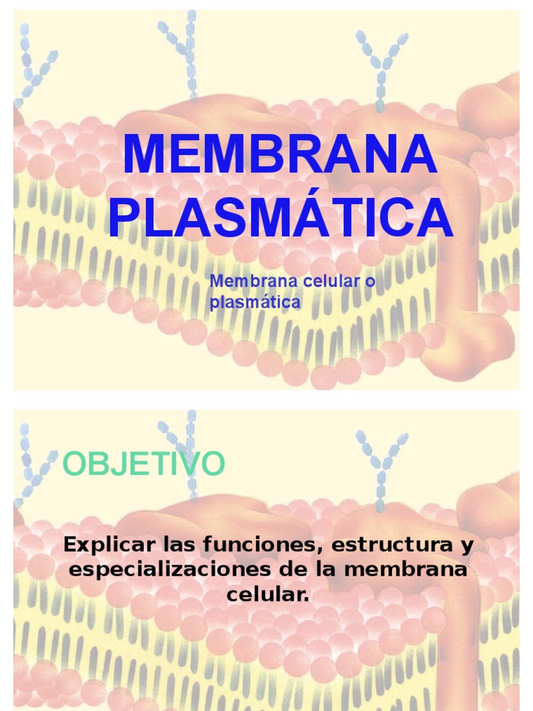 Membrana Plasmatica | PDF | Membrana celular | Bicapa lipídica