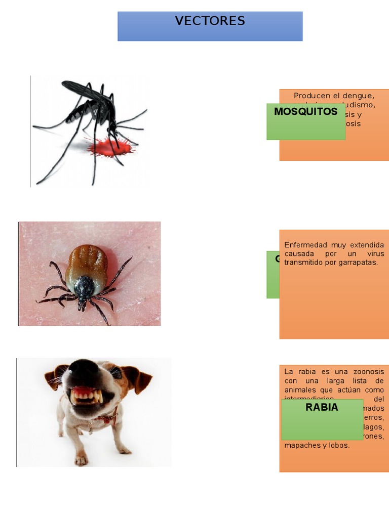 Enfermedades Causadas Por Vectores | PDF | Infección | Patologia clinica