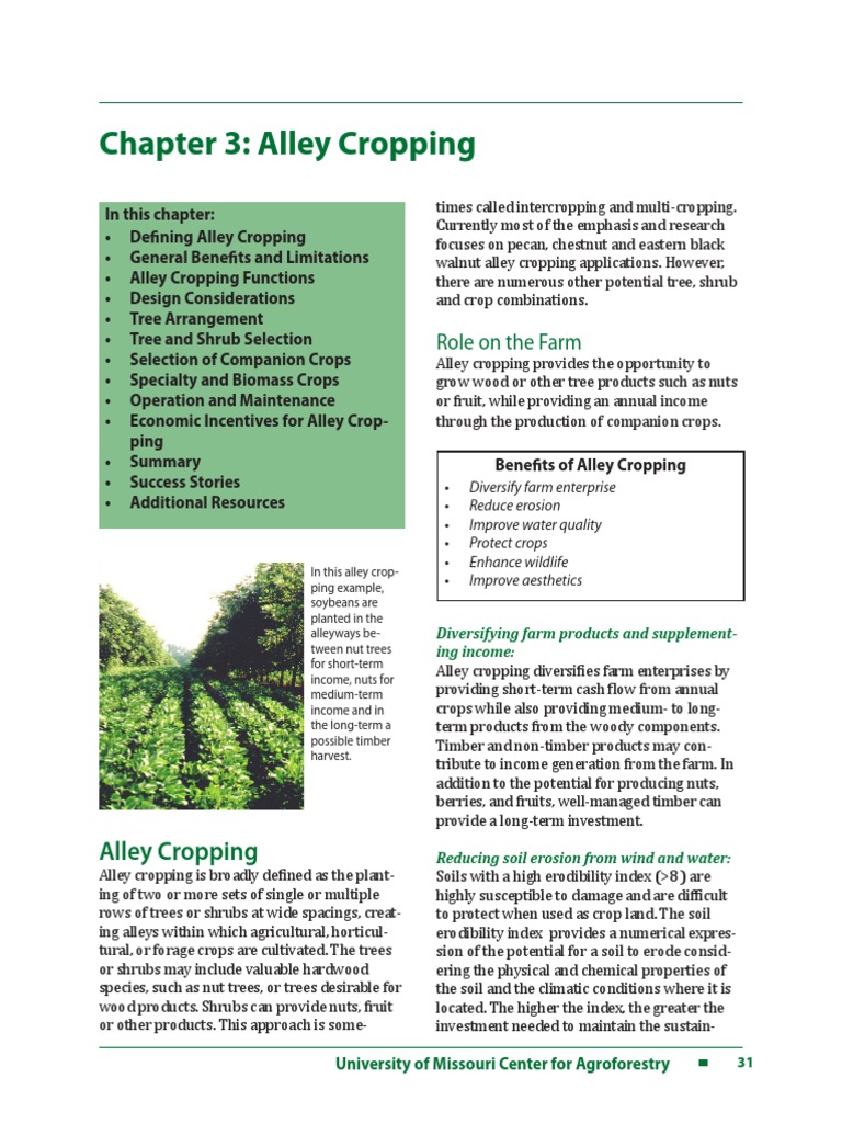 Alley Cropping | Trees | Soil