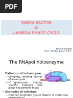 E. coli Sigma Factors Explained | PDF | Chemistry | Structural Biology