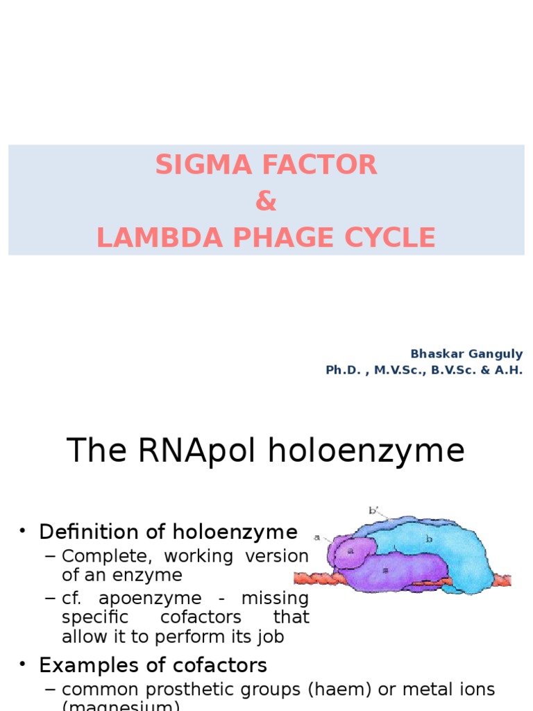 Sigma Factor And Lambda Phage Cycle Pdf Macromolecules Biomolecules 7101