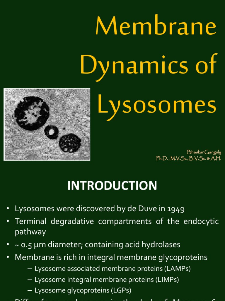 Membrane Dynamics of Lysosomes | PDF | Lysosome | Cell Membrane
