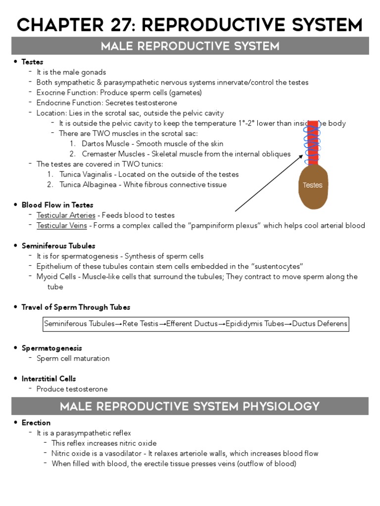 Chapter 27: Reproductive System | PDF | Testicle | Ovary