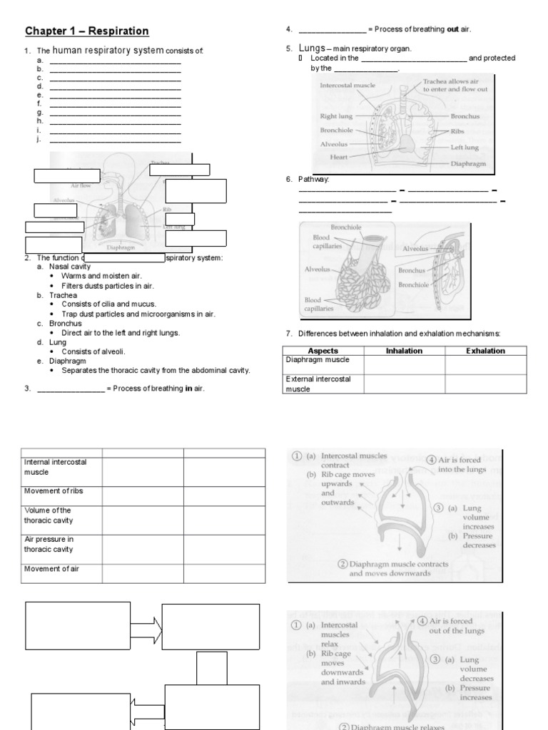 Chapter 1 - Respiration: Human Respiratory System Lungs | PDF ...