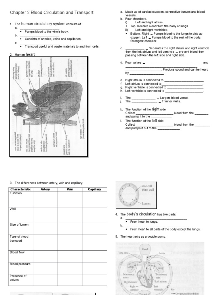 Chapter 2 Blood Circulation | PDF | Circulatory System | Atrium (Heart)