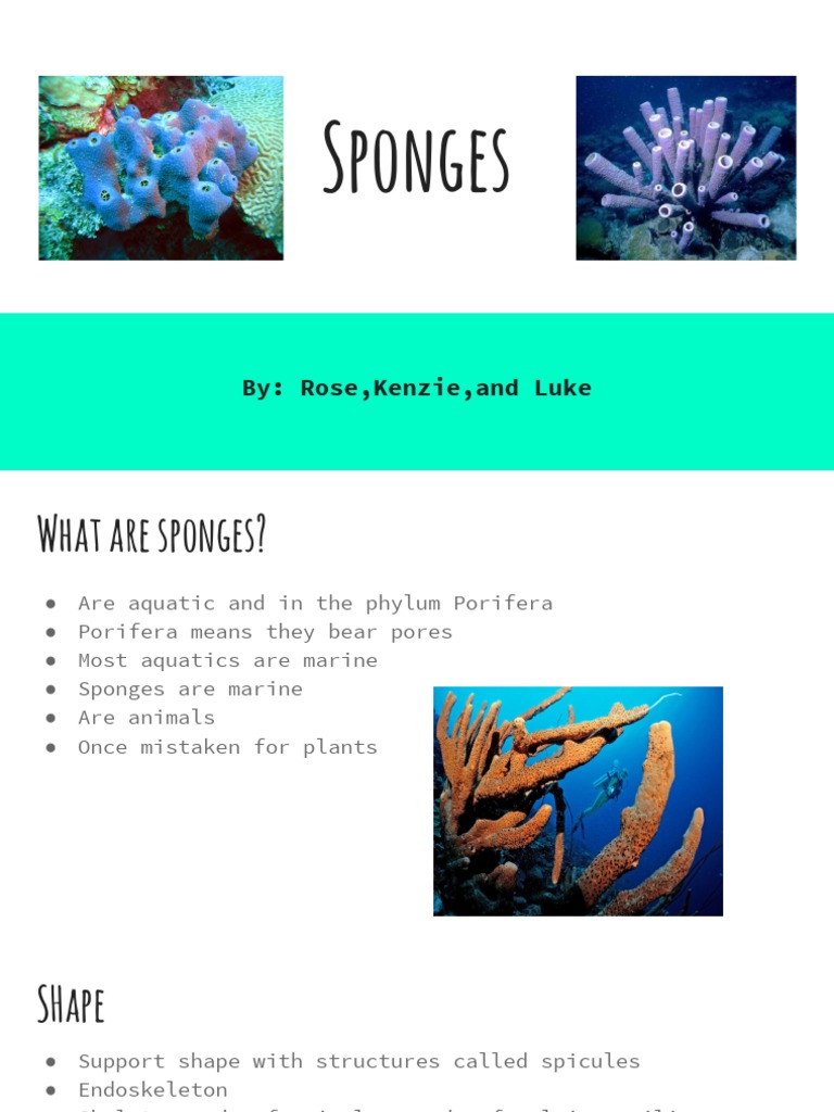 Sponge Biology and Ecology Guide | PDF | Science & Mathematics