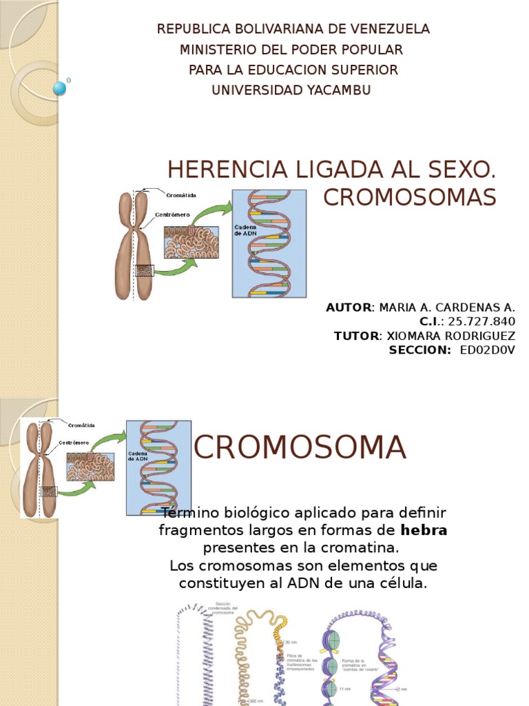 Herencia Ligada Al Sexo Cromosomas | PDF | Cromosoma | Gene
