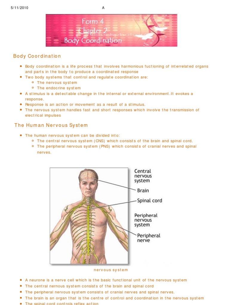 Coordination Systems in the Human Body | PDF | Nervous System | Central ...