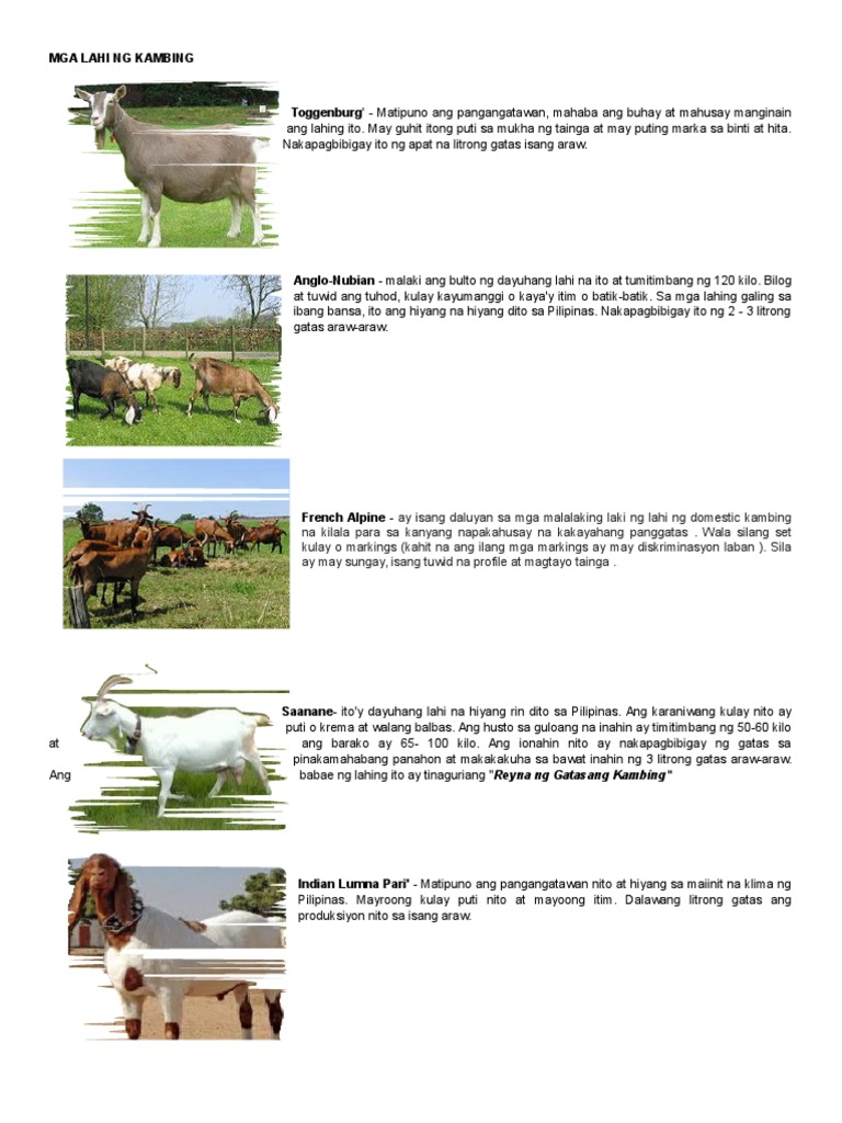 Ibat Ibang Uri Ng Lahi Sa Pilipinas