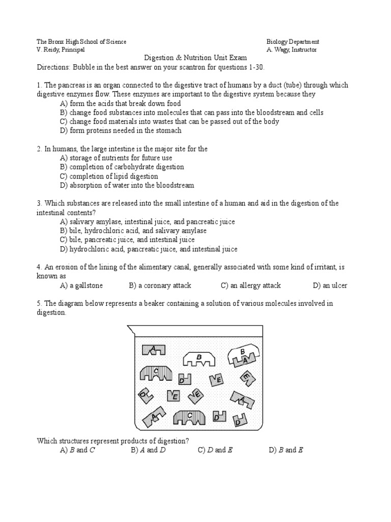 Digestion Exam | PDF | Digestion | Gastrointestinal Tract