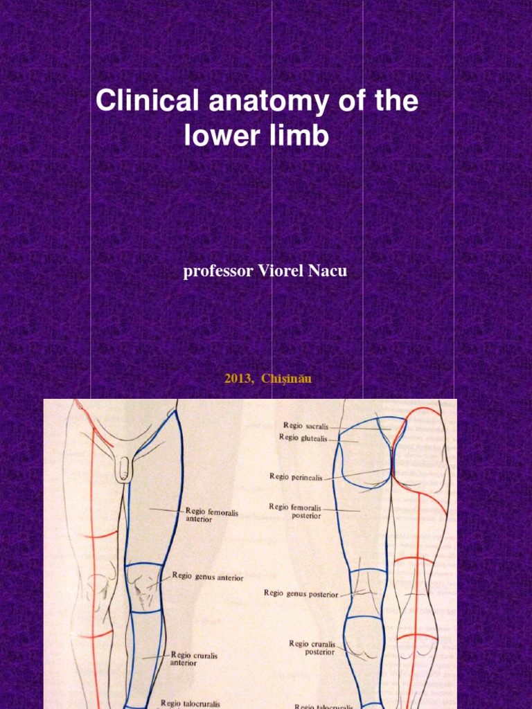 Anatomy of the Lower Limb: A Comprehensive Guide to the Structures ...